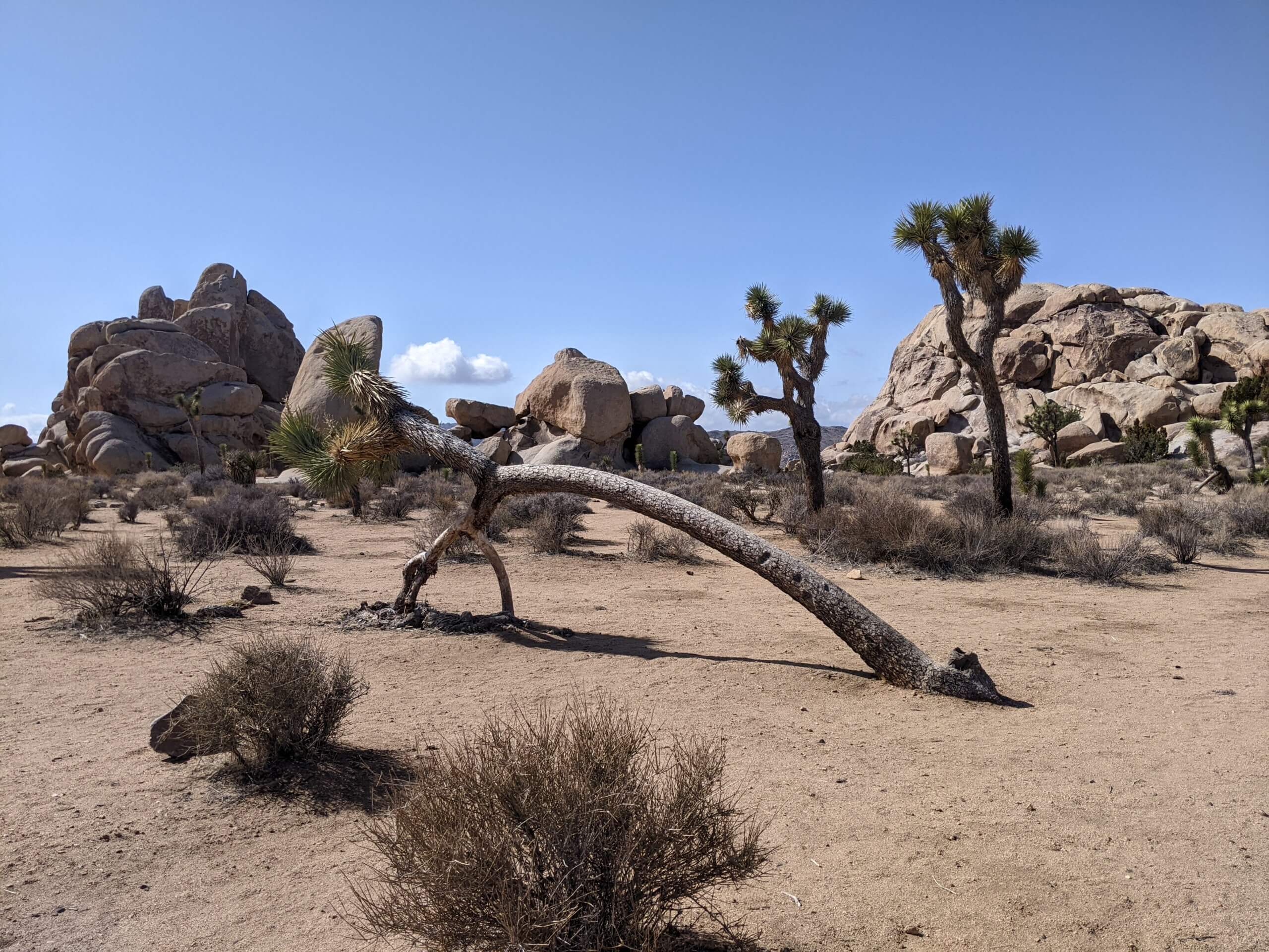 Joshua Tree + Update - Redbeard Bikes